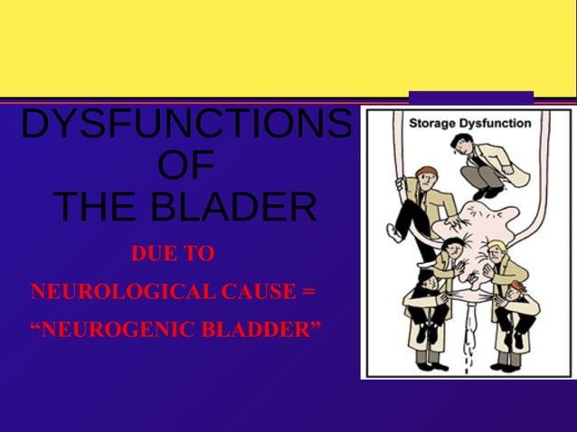 bladder anatomy and physiology and related disorders | PPTX | Brain and ...