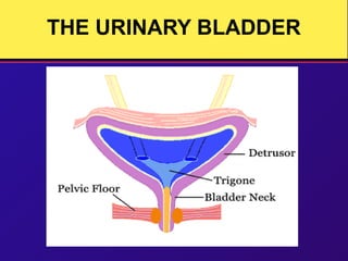 bladder anatomy and physiology and related disorders | PPTX