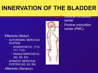 bladder anatomy and physiology and related disorders | PPTX