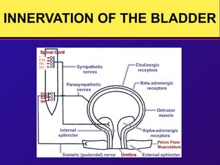 bladder anatomy and physiology and related disorders | PPTX