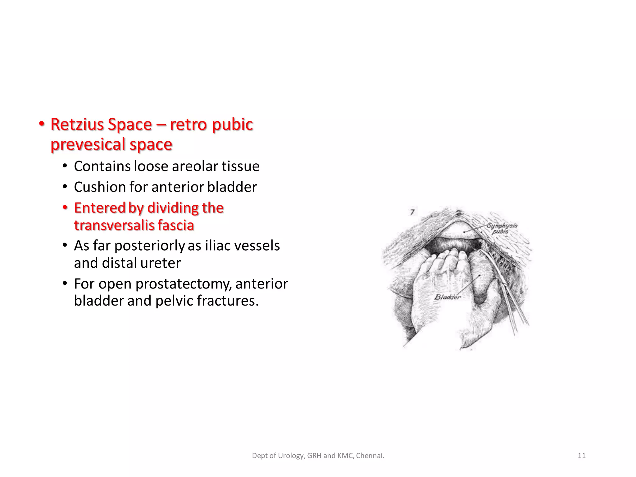 Urinary Bladder anatomy 1 | PDF