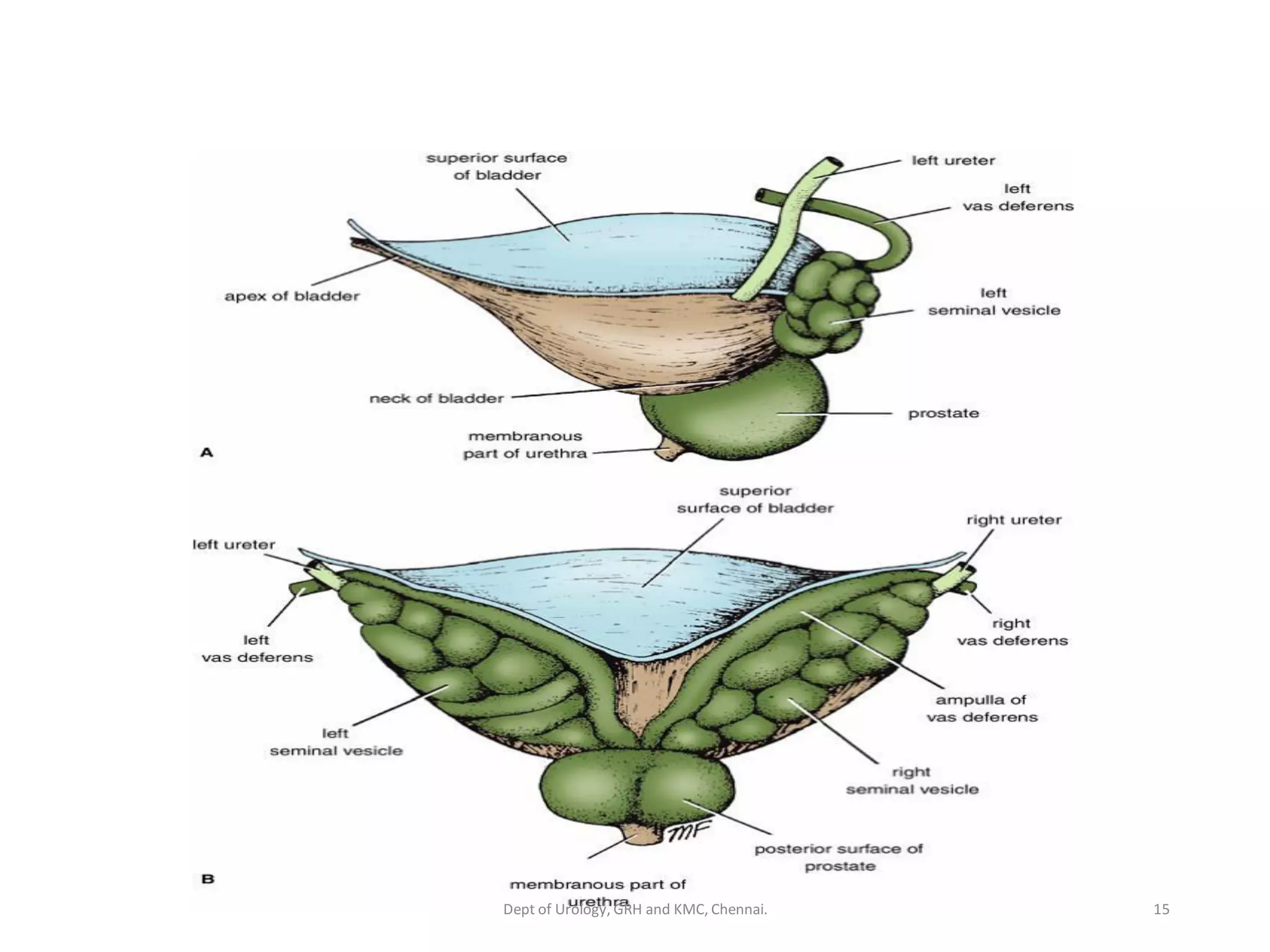 Urinary Bladder anatomy 1 | PDF