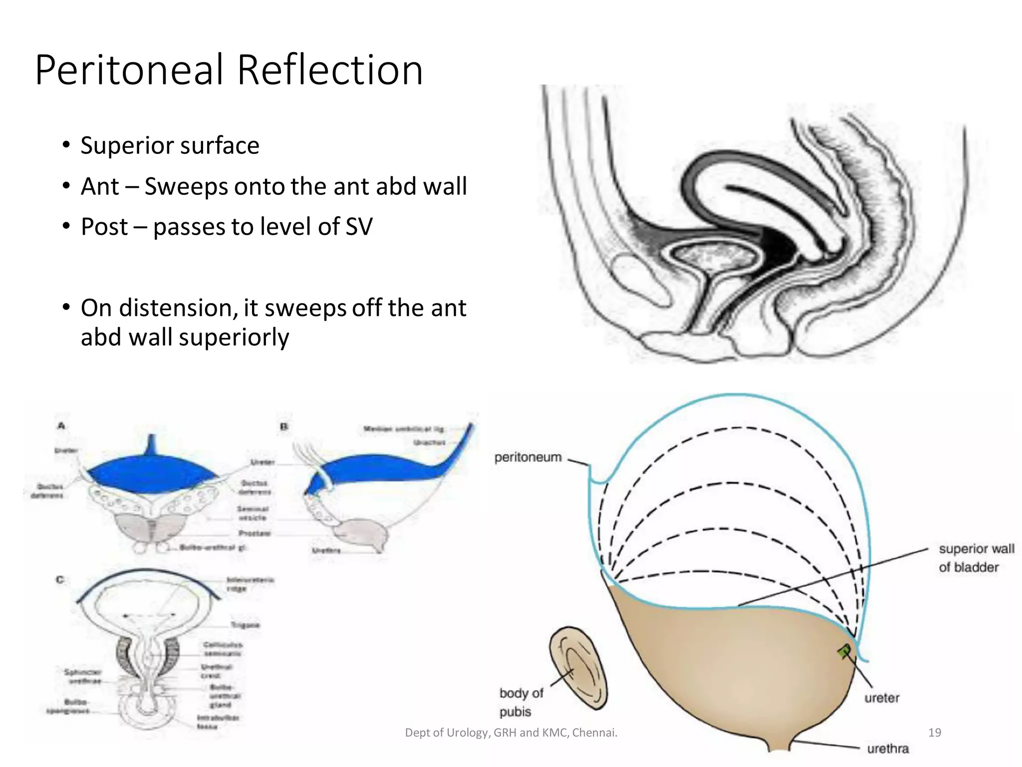Urinary Bladder anatomy 1 | PDF