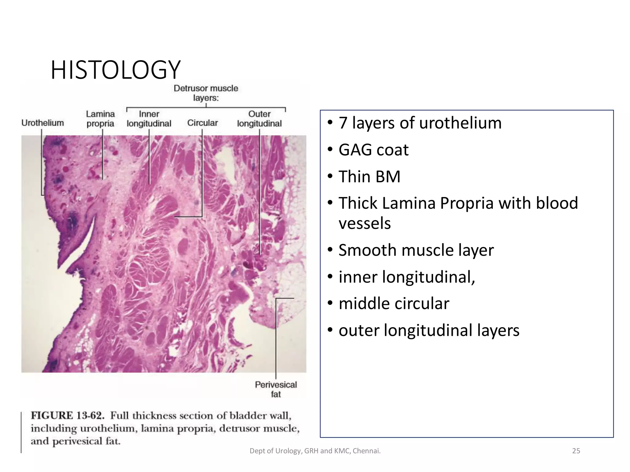 Urinary Bladder anatomy 1 | PDF