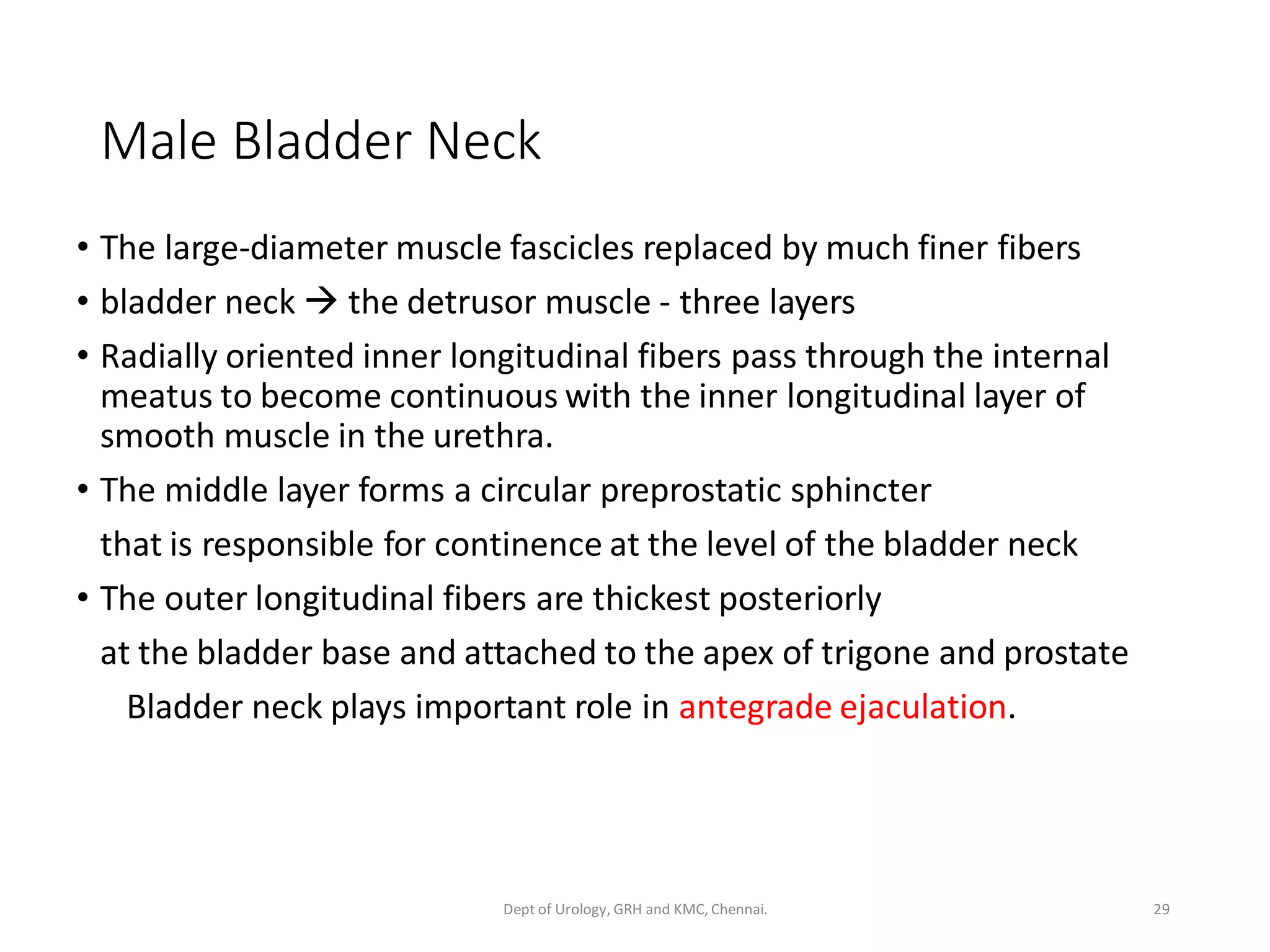 Urinary Bladder anatomy 1 | PDF