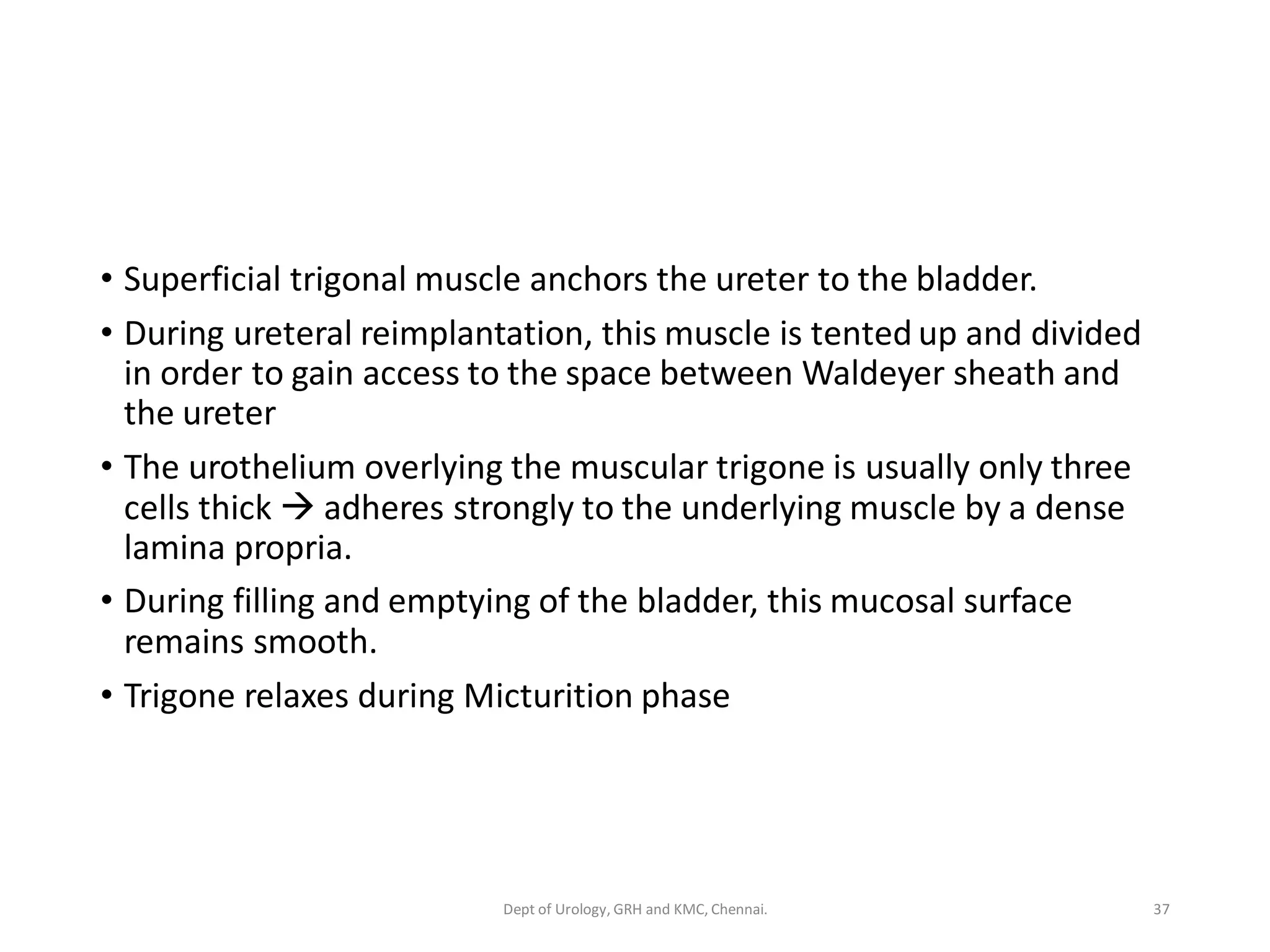 Urinary Bladder anatomy 1 | PDF