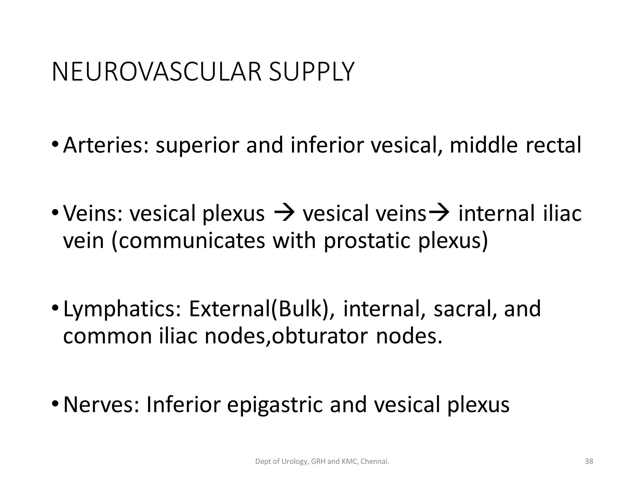Urinary Bladder anatomy 1 | PDF