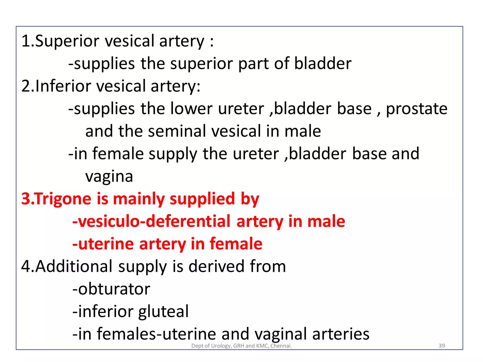 Urinary Bladder anatomy 1 | PDF