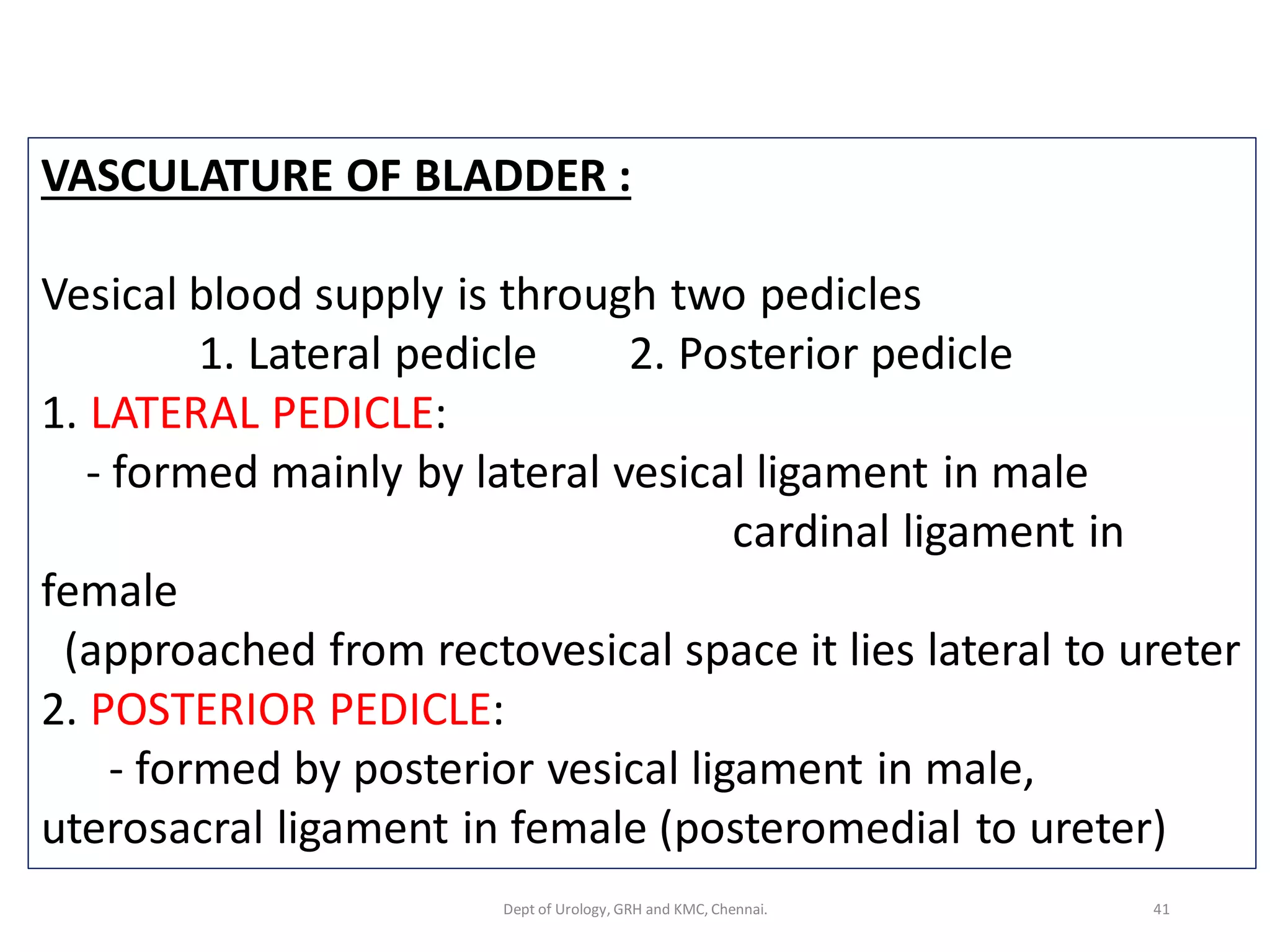 Urinary Bladder anatomy 1 | PDF