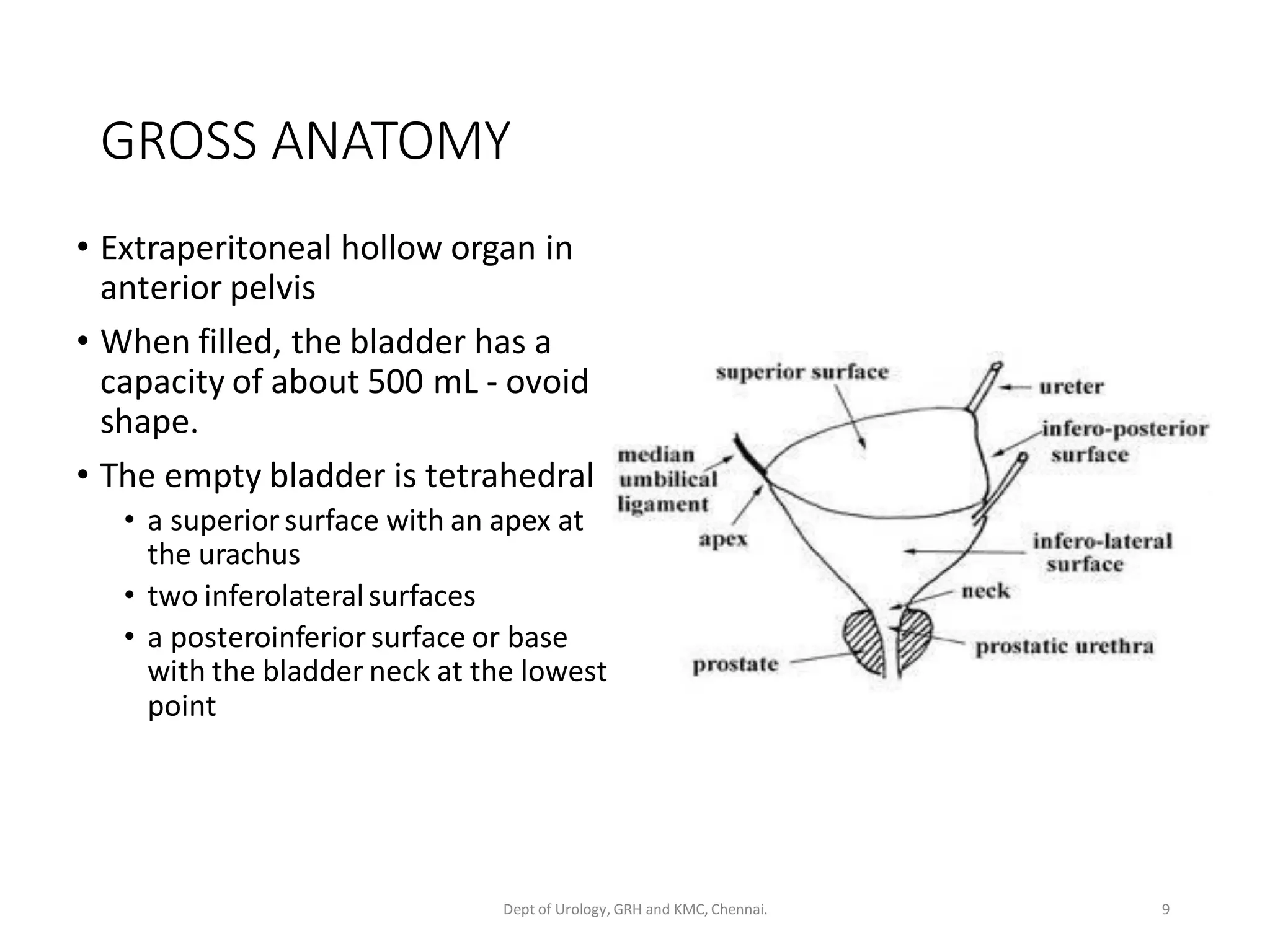 Urinary Bladder anatomy 1 | PDF