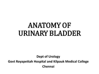 Urinary Bladder anatomy 1 | PPT