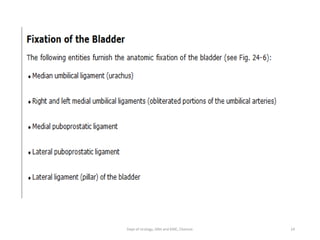 Urinary Bladder anatomy 1 | PDF