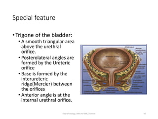 Urinary Bladder anatomy 1 | PDF