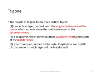Urinary Bladder anatomy 1 | PDF