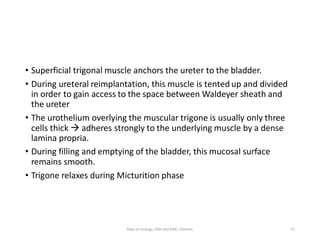 Urinary Bladder anatomy 1 | PDF