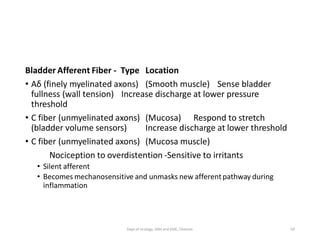 Urinary Bladder anatomy 1 | PDF