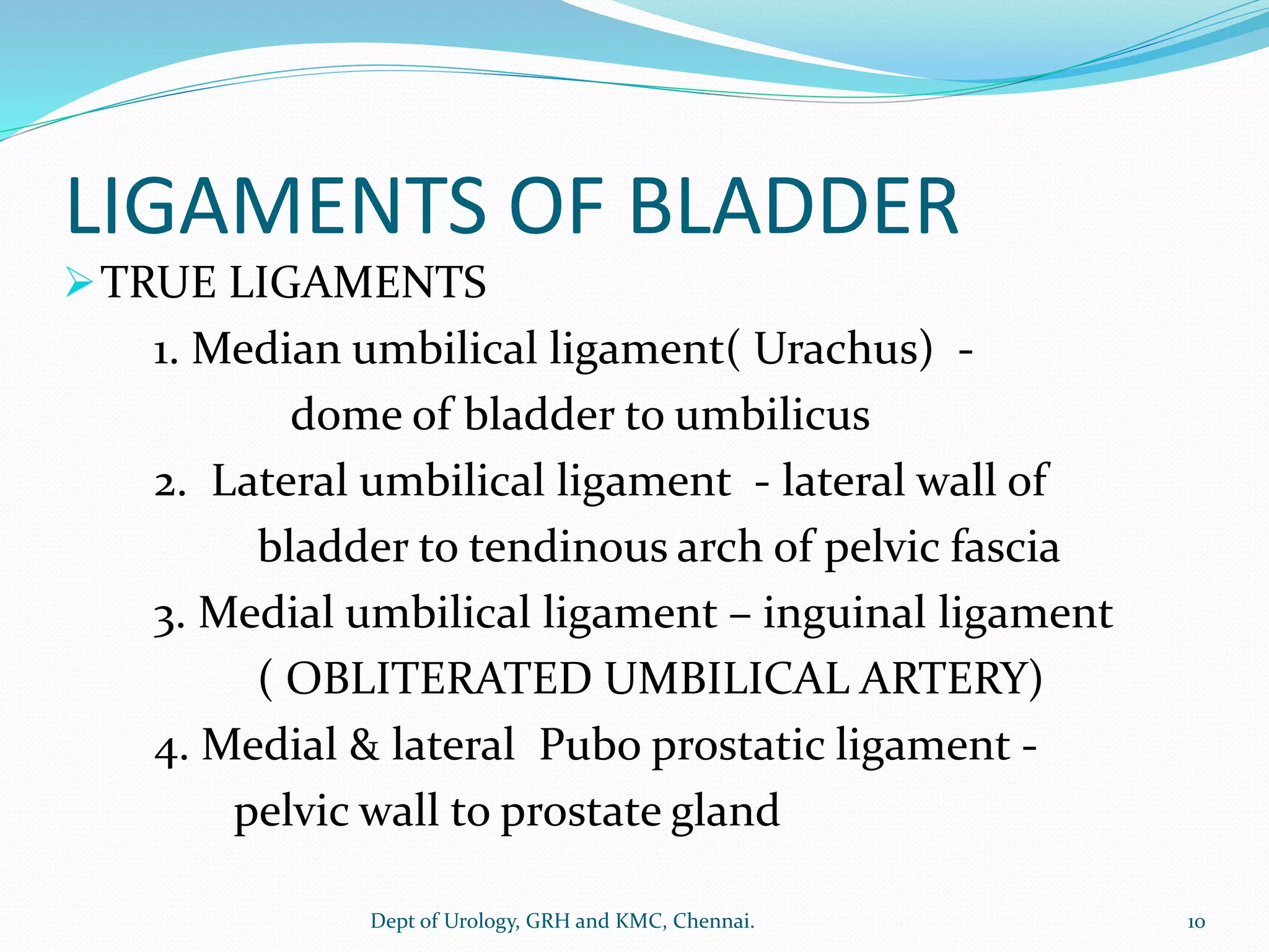 urinary Bladder anatomy 2 | PDF