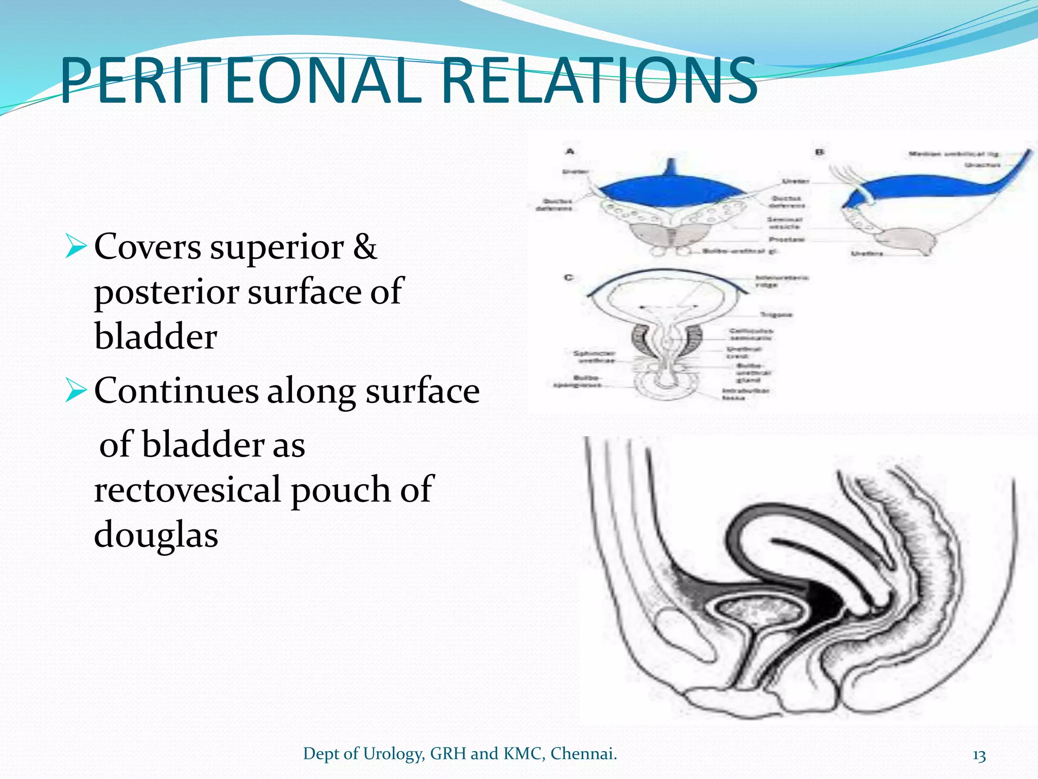 urinary Bladder anatomy 2 | PDF