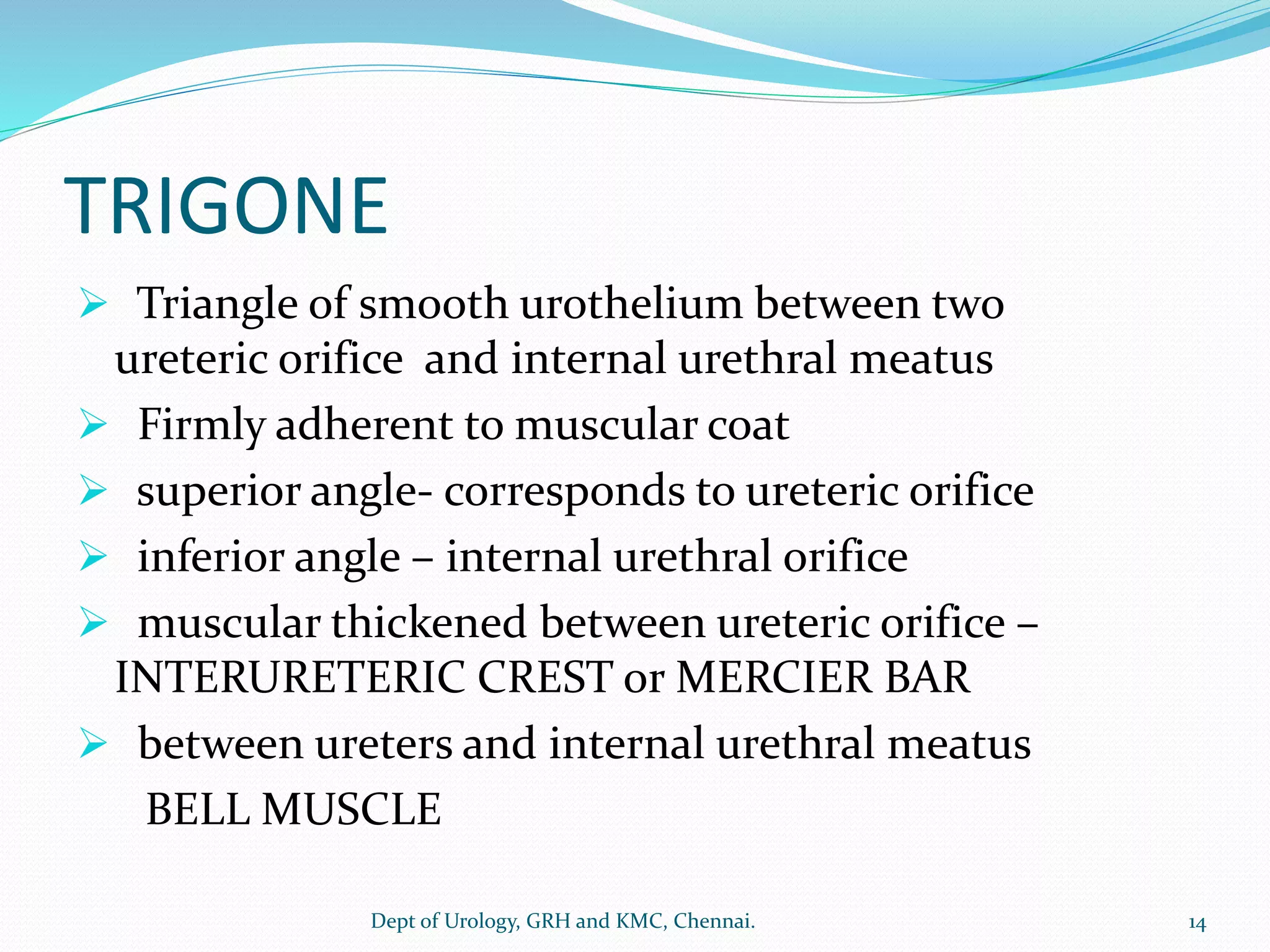 urinary Bladder anatomy 2 | PDF