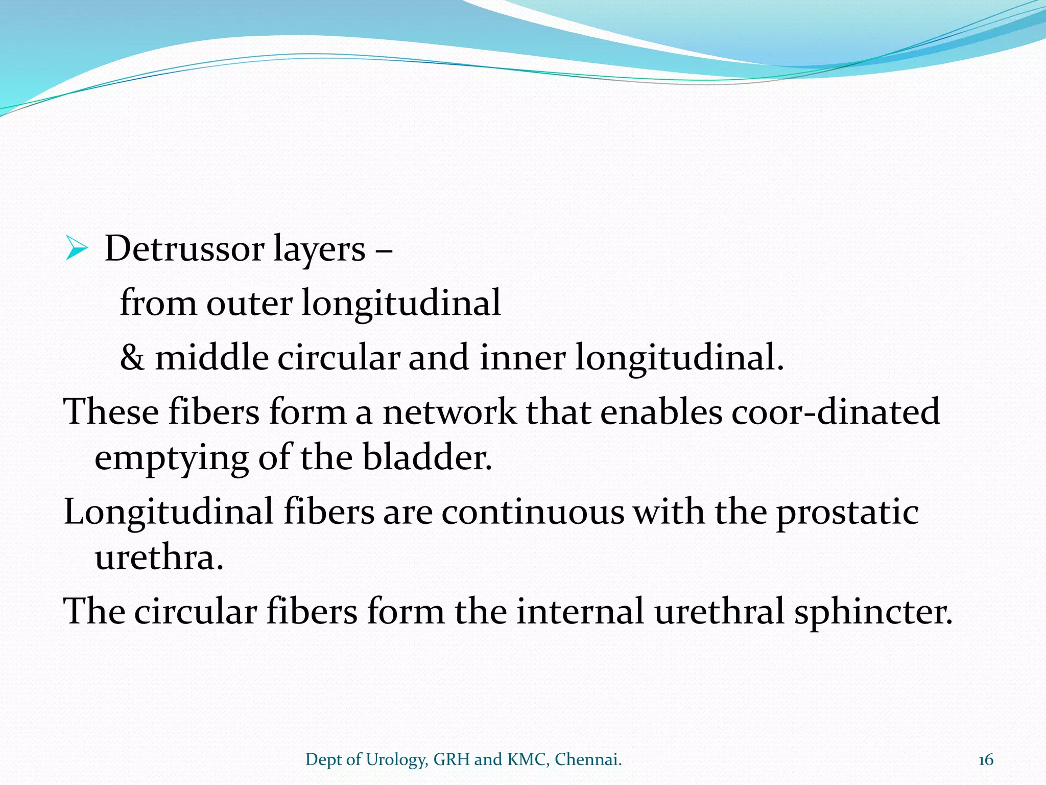 urinary Bladder anatomy 2 | PDF