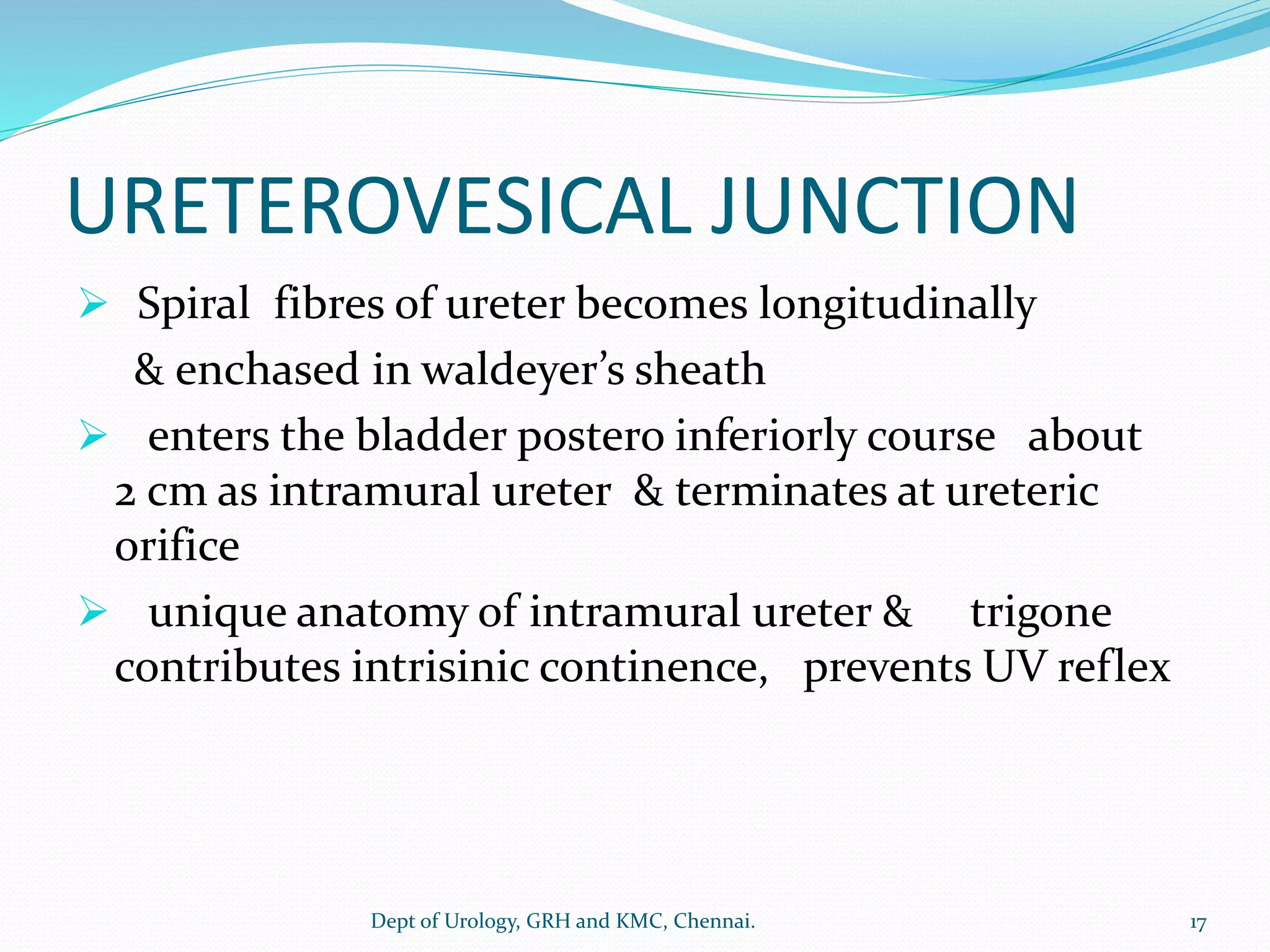 urinary Bladder anatomy 2 | PDF