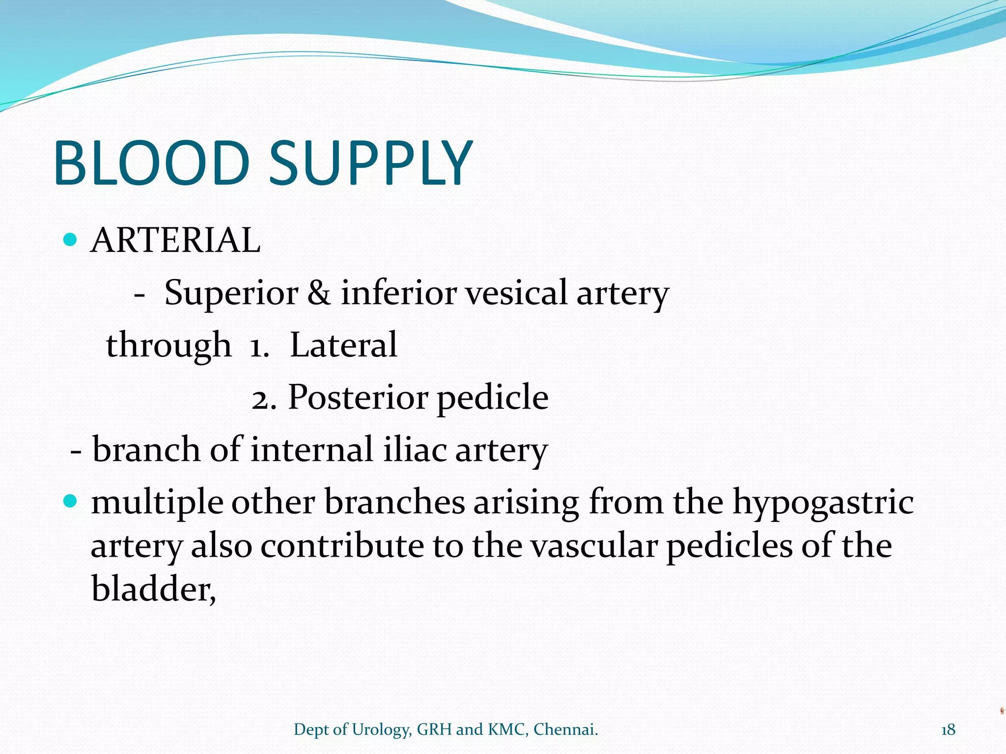 urinary Bladder anatomy 2 | PDF