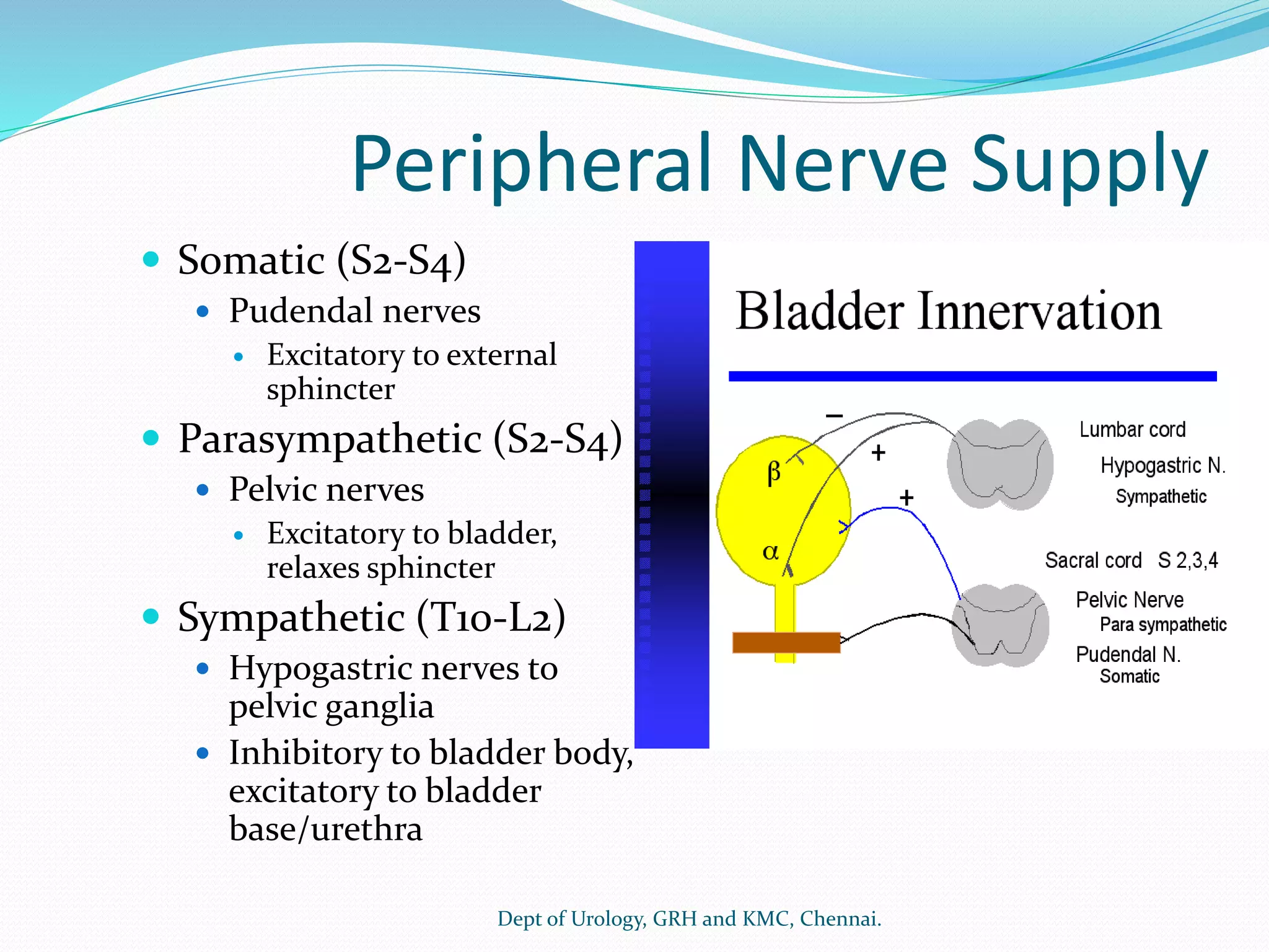 urinary Bladder anatomy 2 | PDF