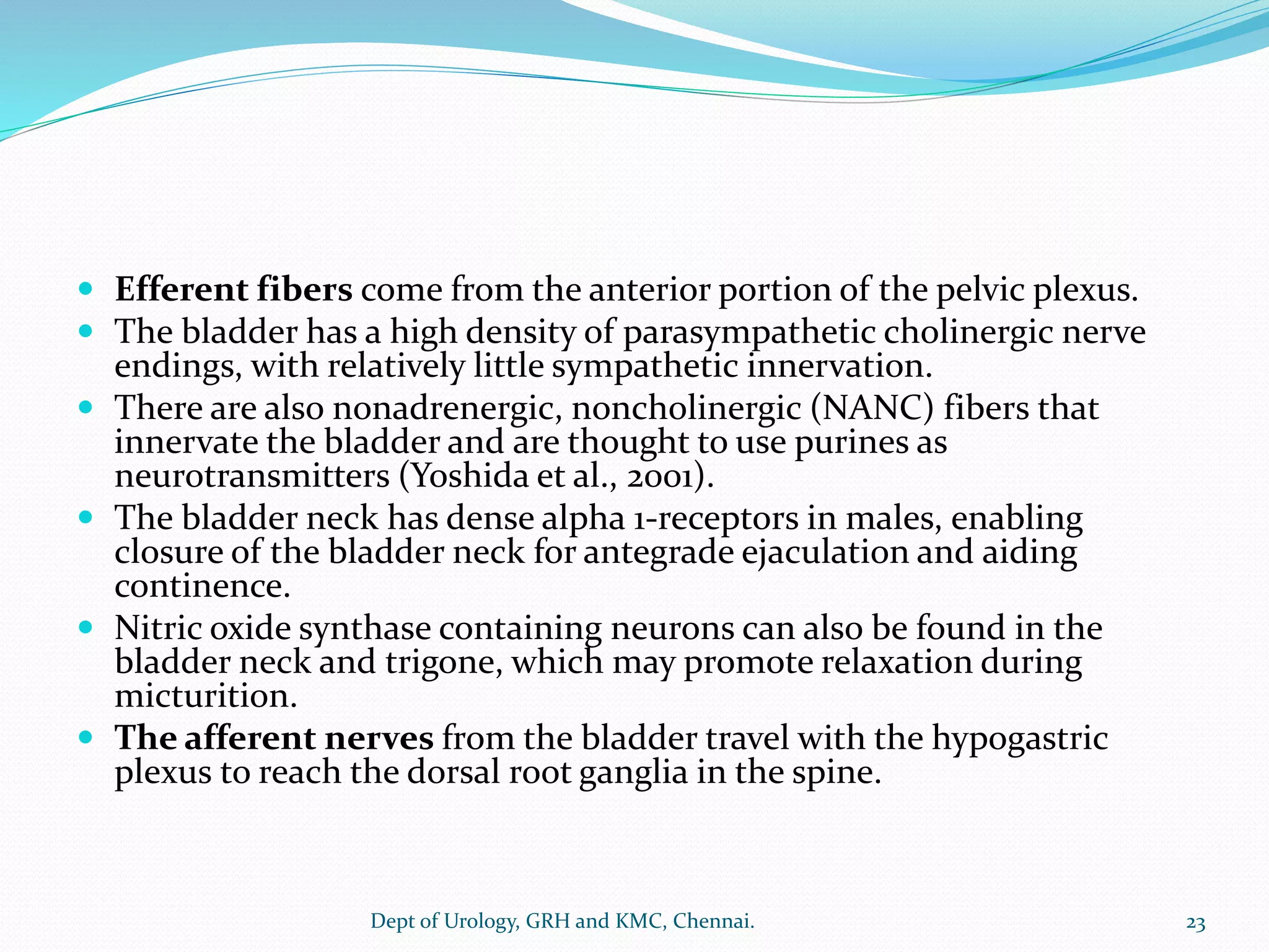 urinary Bladder anatomy 2 | PDF