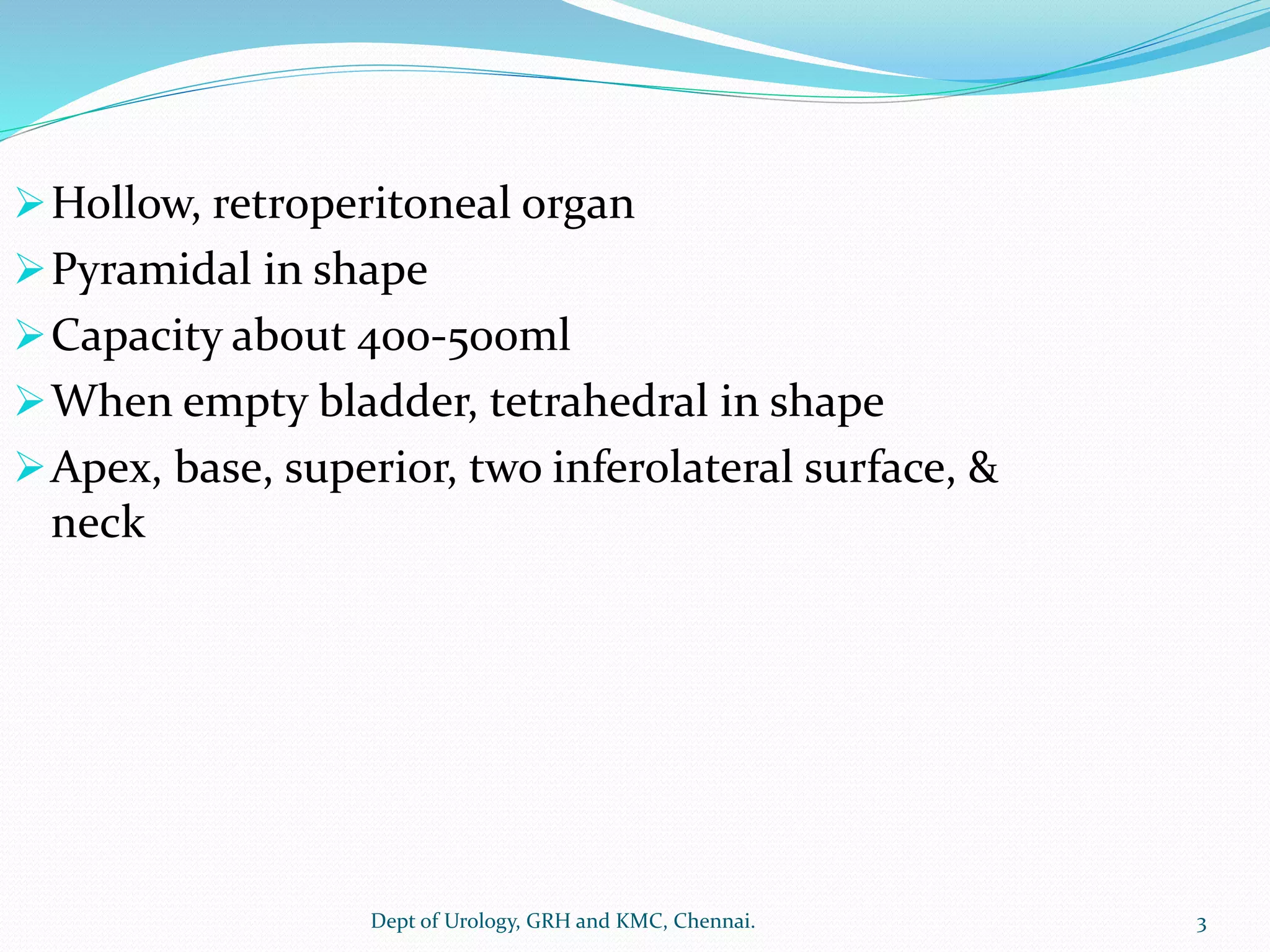 urinary Bladder anatomy 2 | PDF