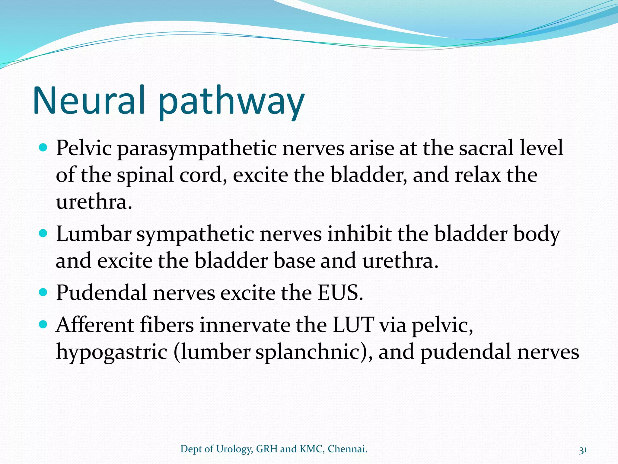 urinary Bladder anatomy 2 | PDF