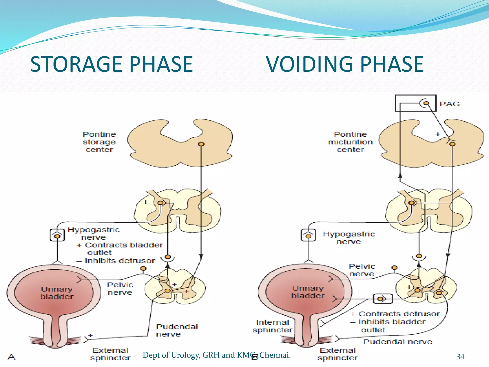 urinary Bladder anatomy 2 | PDF