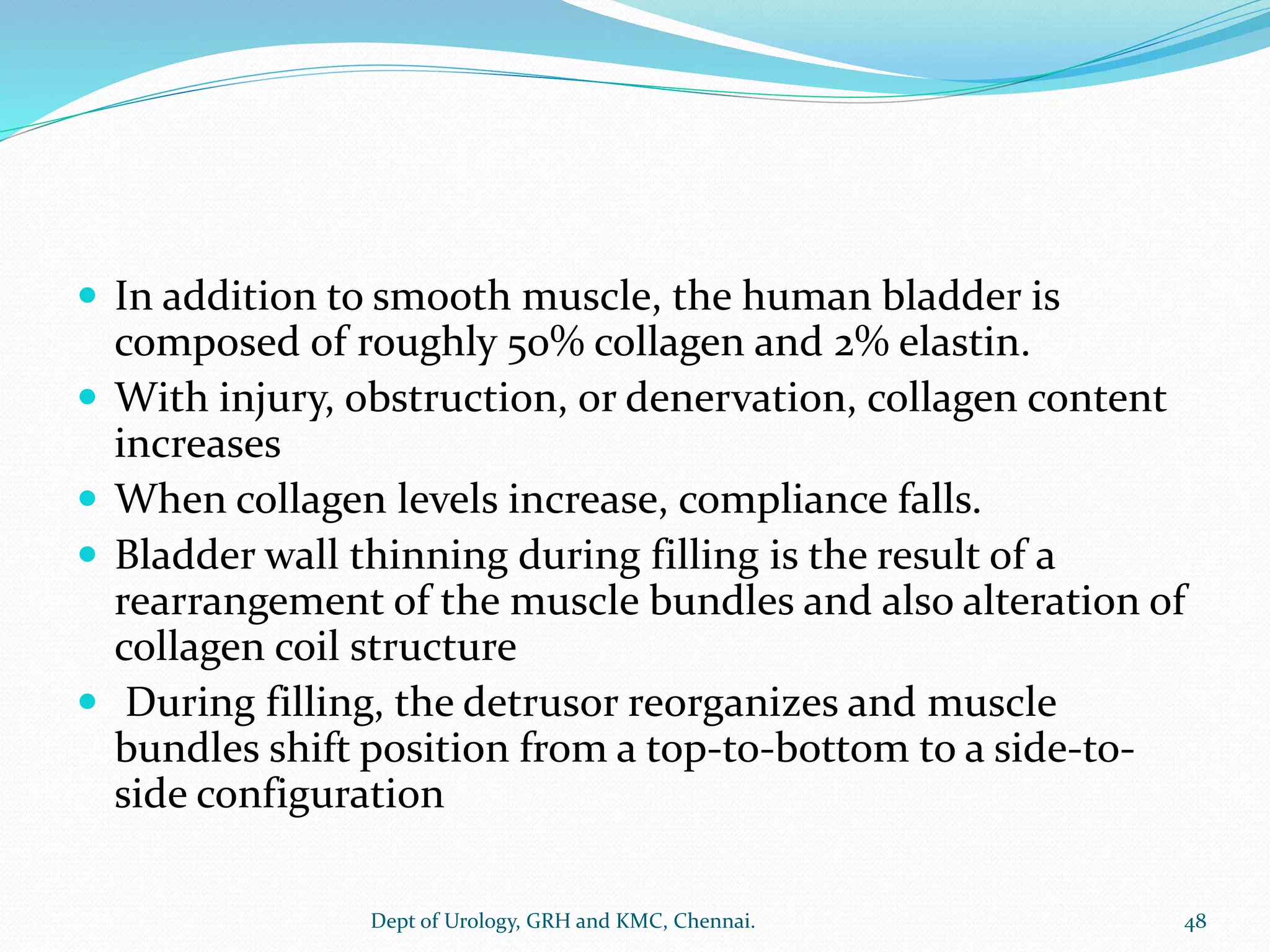 urinary Bladder anatomy 2 | PDF