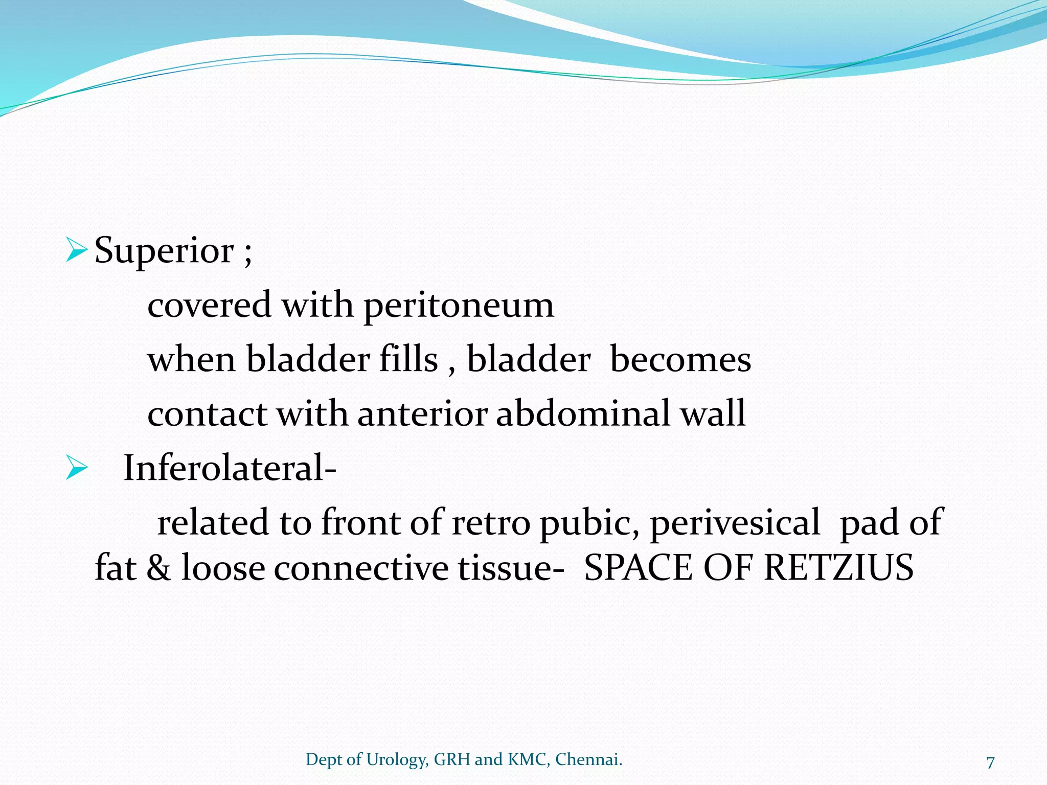 urinary Bladder anatomy 2 | PDF