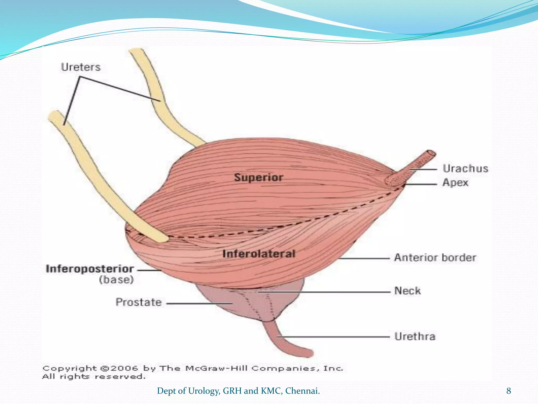urinary Bladder anatomy 2 | PDF