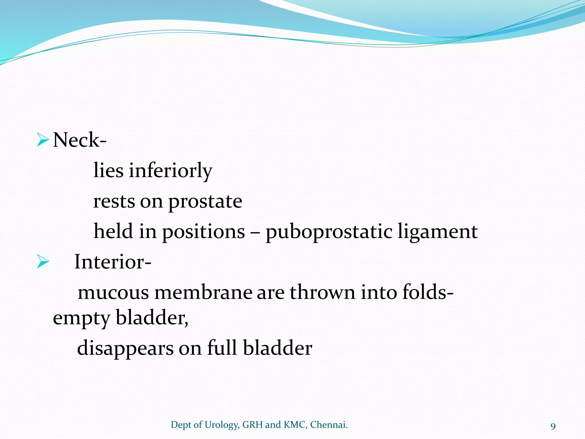 urinary Bladder anatomy 2 | PDF