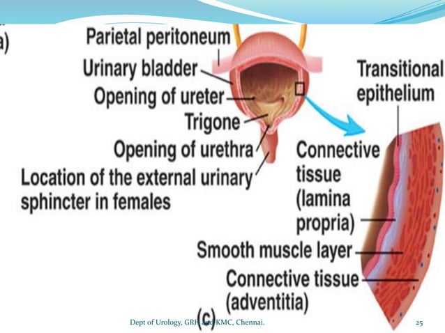 urinary Bladder anatomy 2 | PDF | Biological Sciences | Science