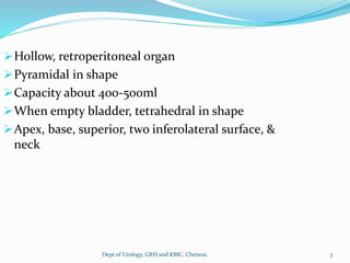 urinary Bladder anatomy 2 | PDF