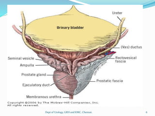 Bladder Dome Anatomy