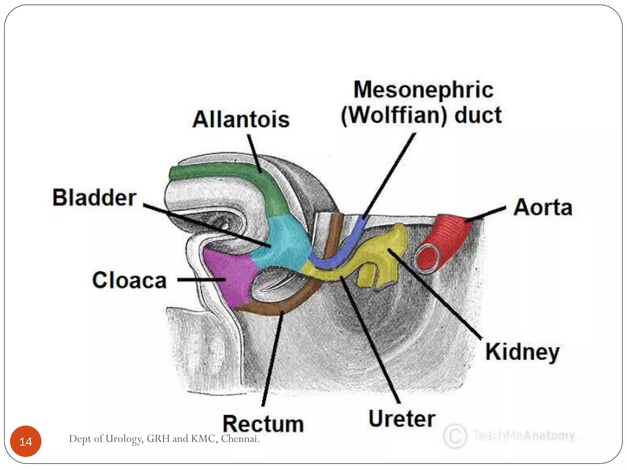 Bladder anatomy & embryology of bladder and urethra-converted | PDF