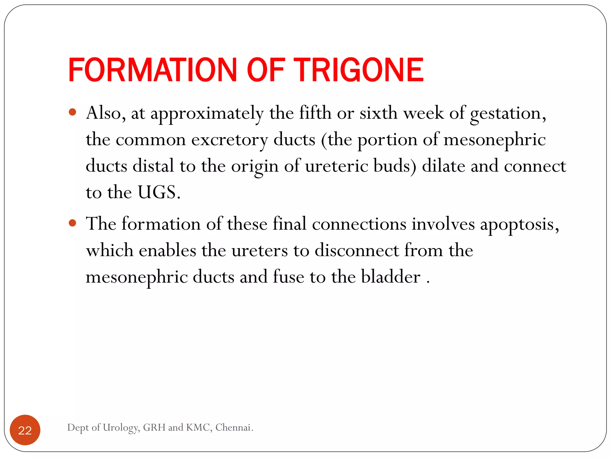 Bladder anatomy & embryology of bladder and urethra-converted | PDF