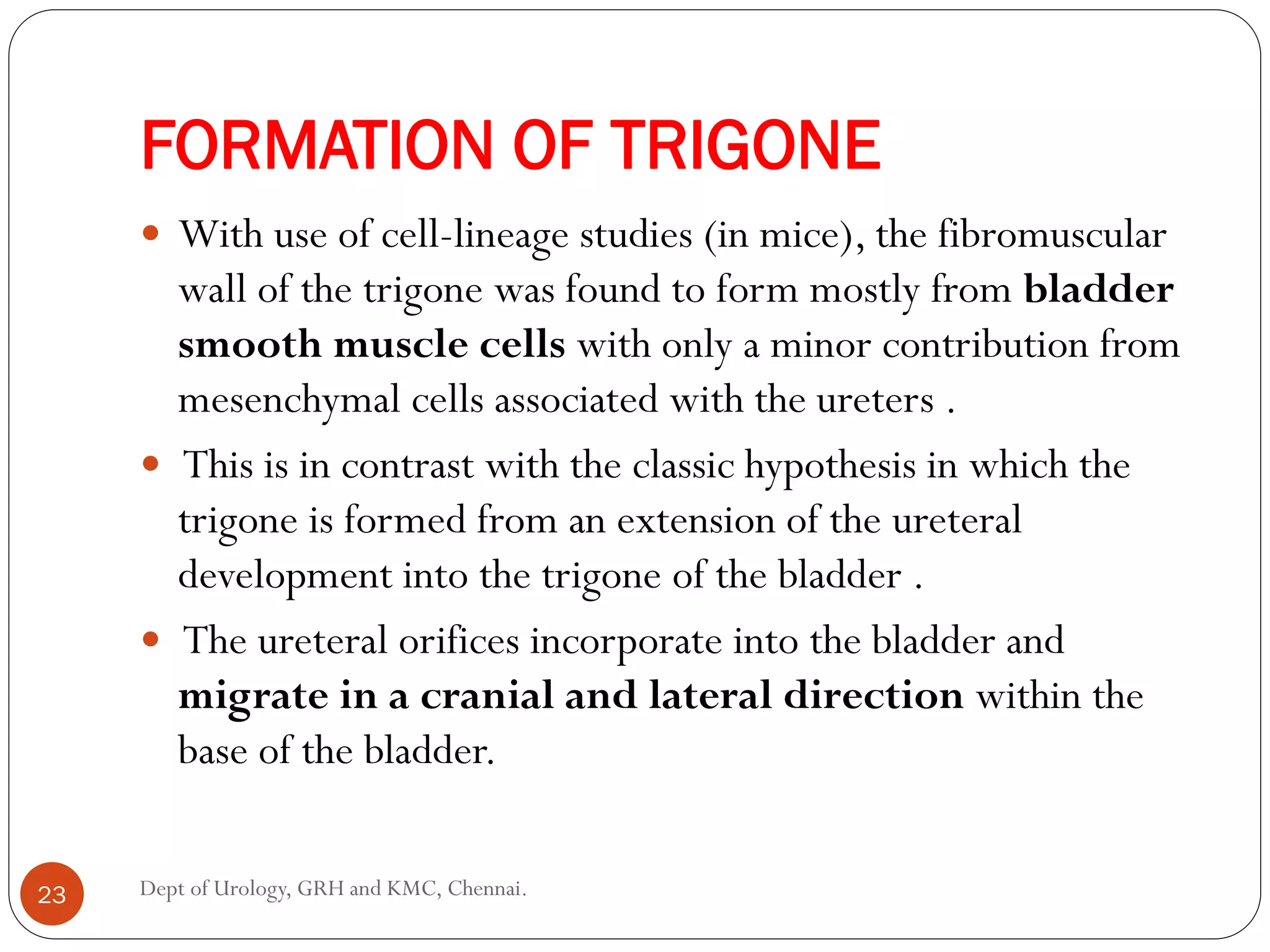 Bladder anatomy & embryology of bladder and urethra-converted | PDF