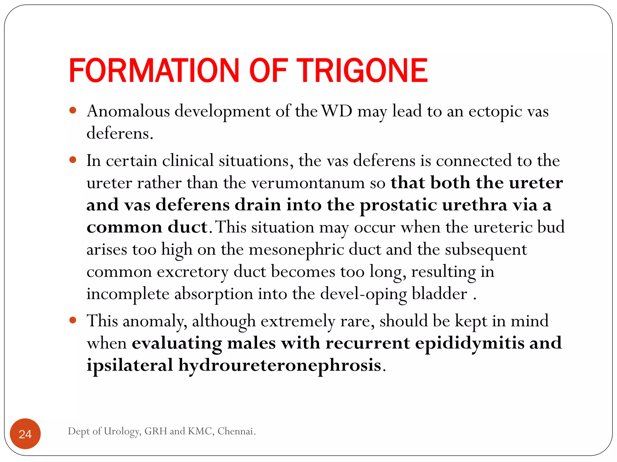 Bladder anatomy & embryology of bladder and urethra-converted | PDF