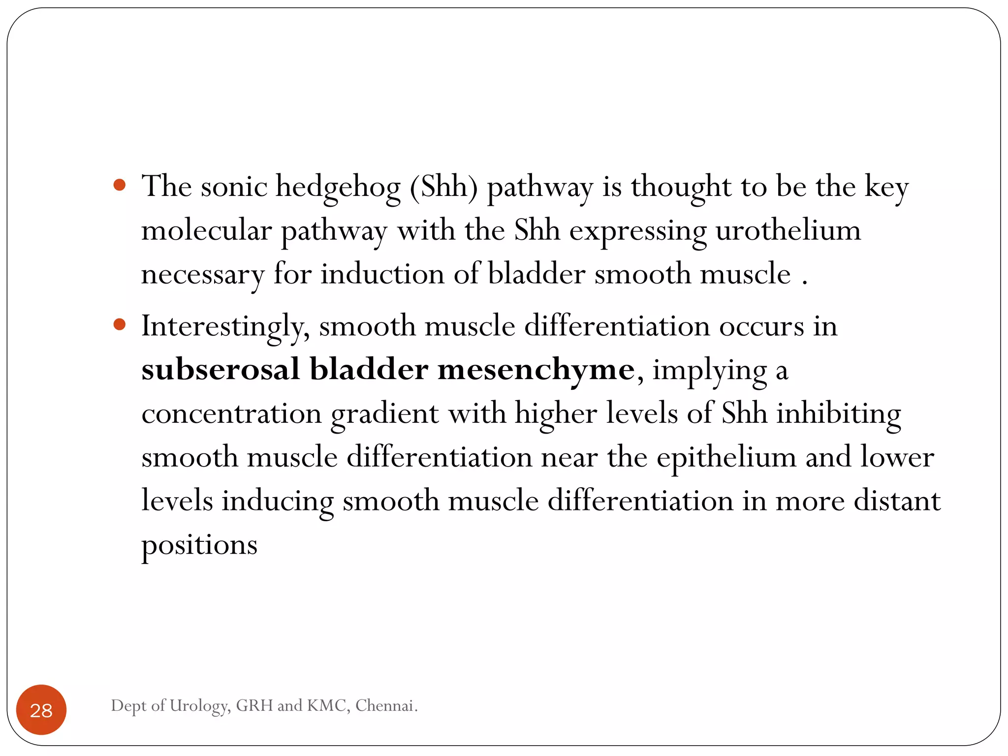 Bladder anatomy & embryology of bladder and urethra-converted | PDF