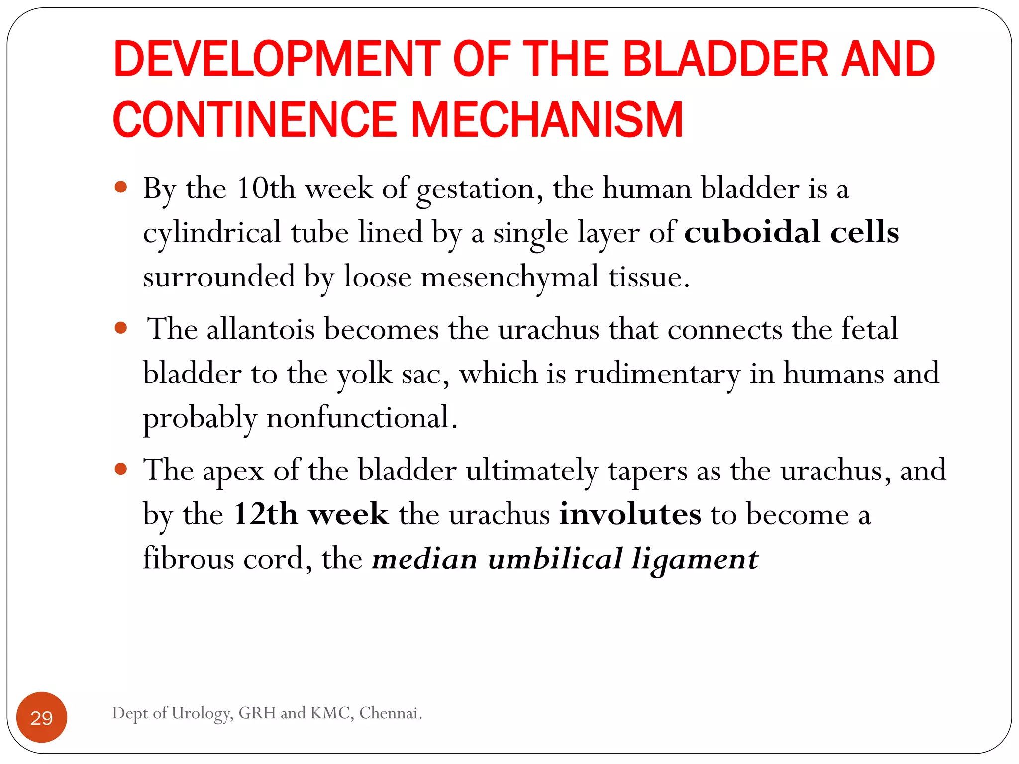Bladder anatomy & embryology of bladder and urethra-converted | PDF