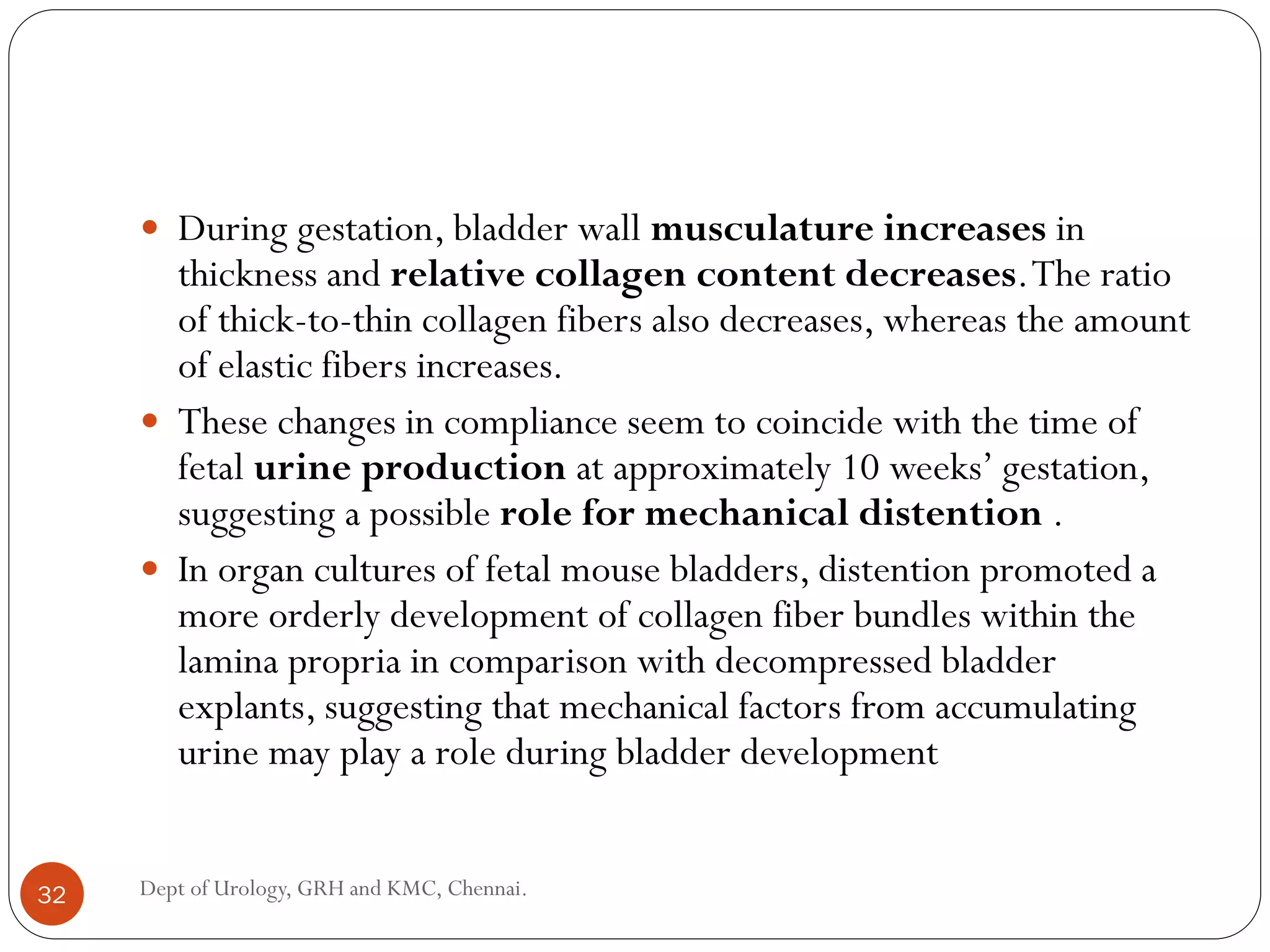 Bladder anatomy & embryology of bladder and urethra-converted | PDF
