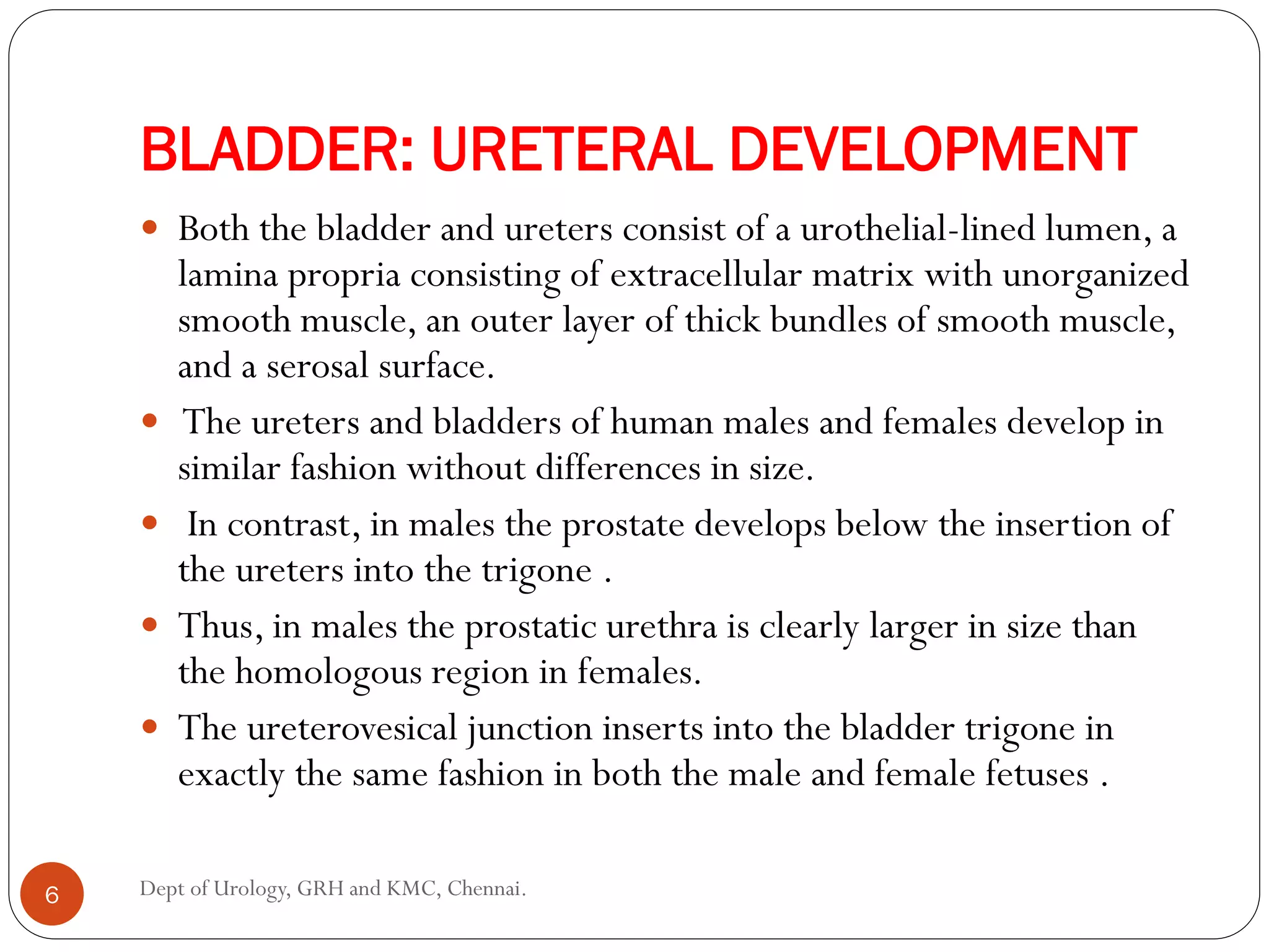 Bladder anatomy & embryology of bladder and urethra-converted | PDF