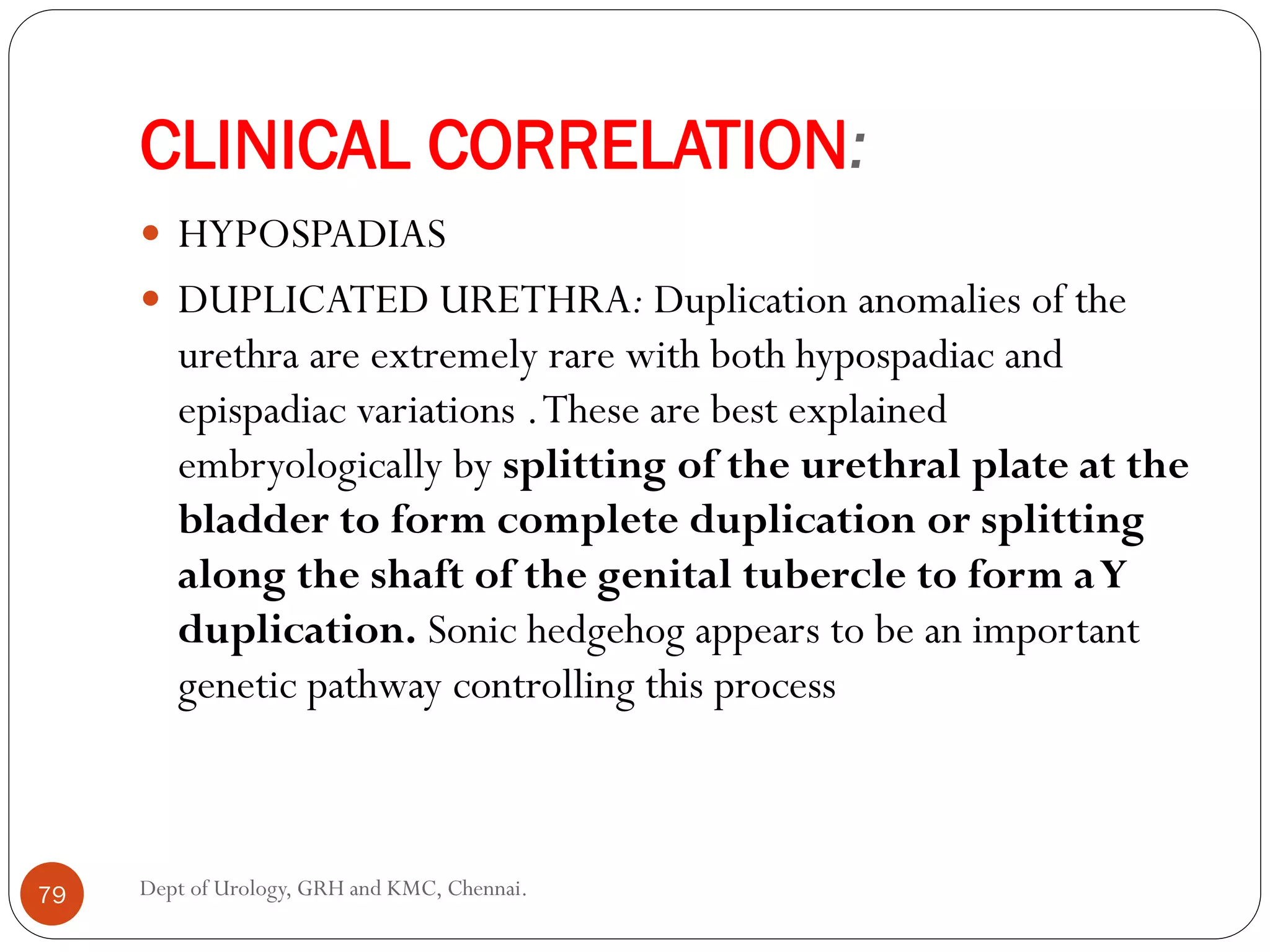 Bladder anatomy & embryology of bladder and urethra-converted | PDF