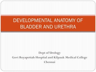 Bladder anatomy & embryology of bladder and urethra-converted | PDF