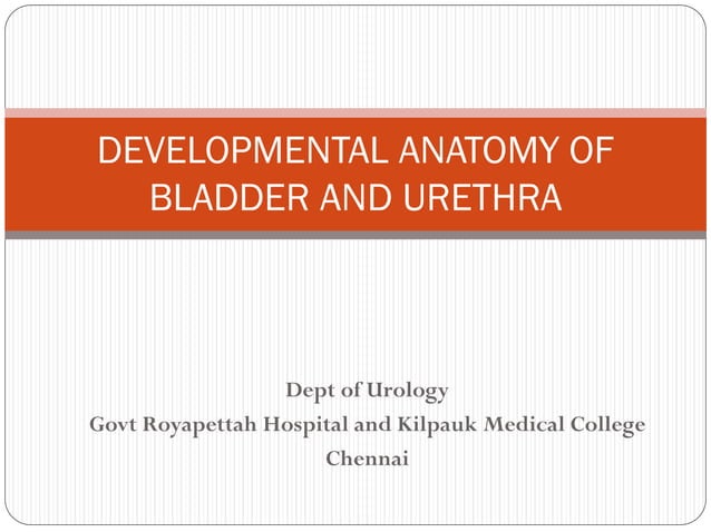 Bladder anatomy & embryology of bladder and urethra-converted | PDF
