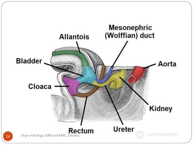 Bladder anatomy & embryology of bladder and urethra-converted | PDF